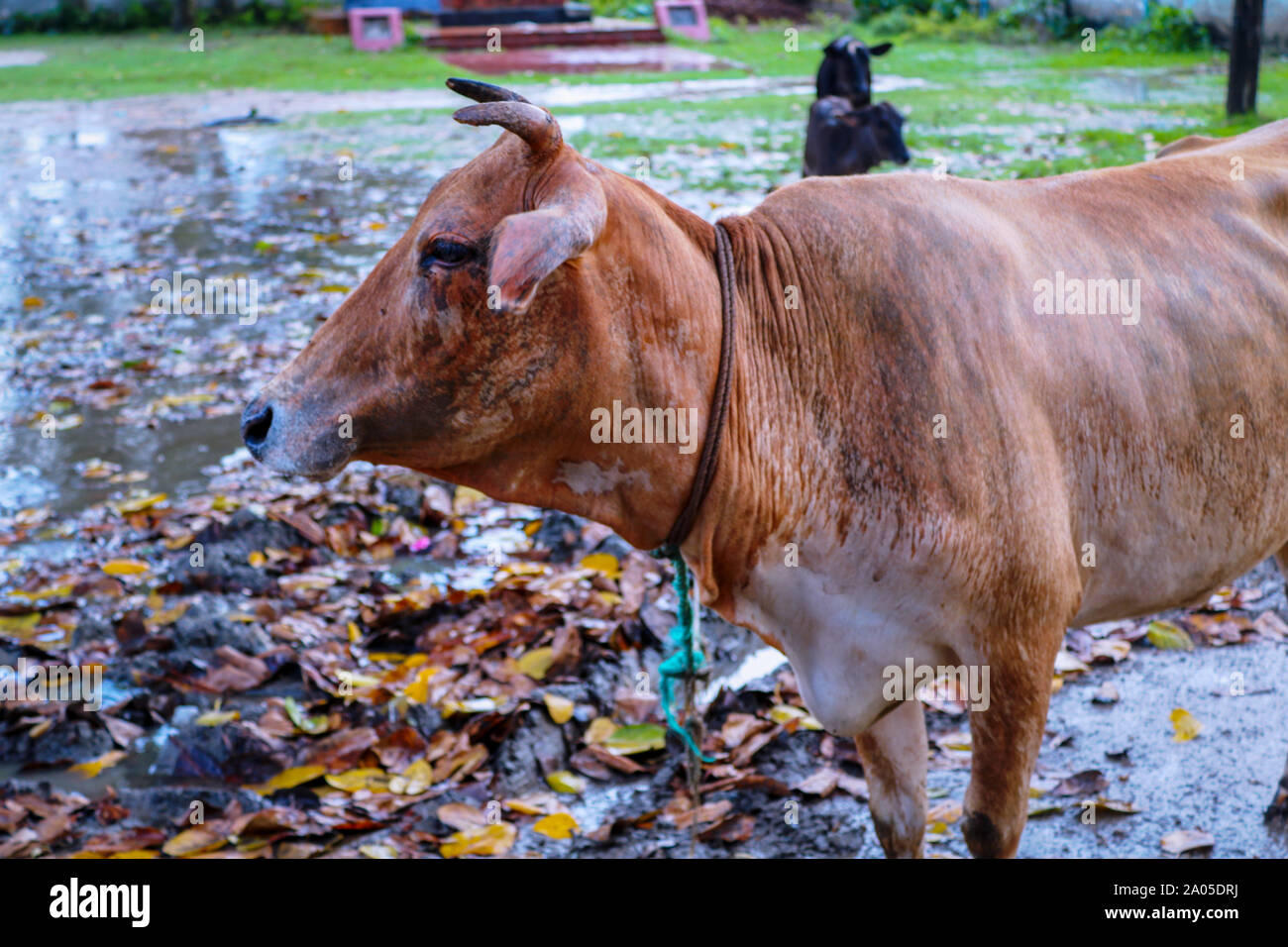 Cow after the rain on ground Stock Photo - Alamy