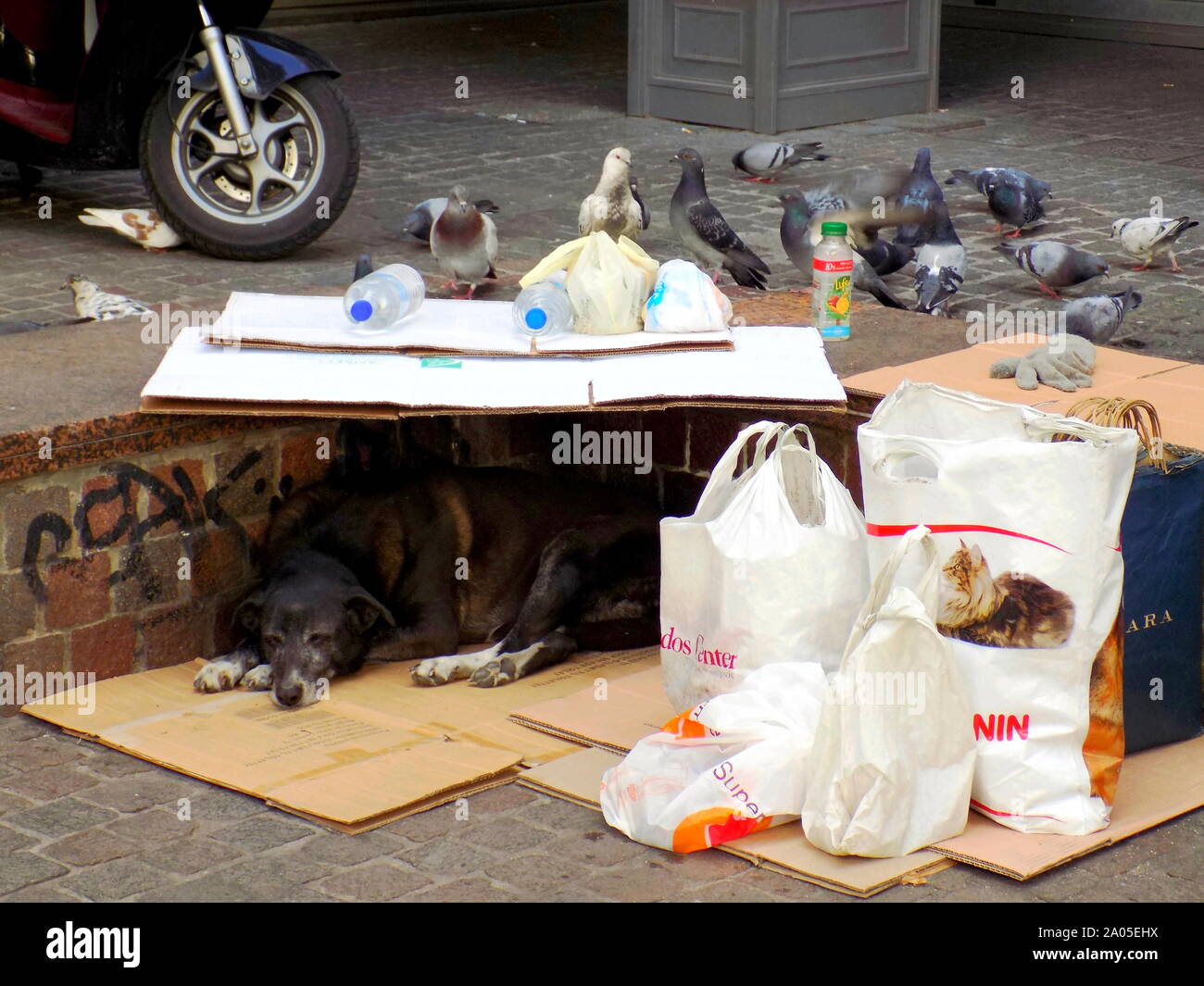 dog, rest, paper house, street, city Stock Photo - Alamy
