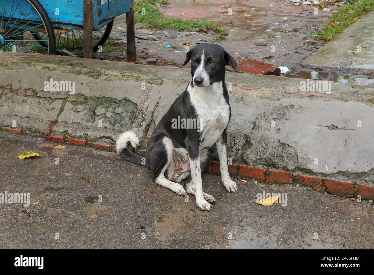 A Black And White Mix Breed Street Dog Stock Photo - Alamy