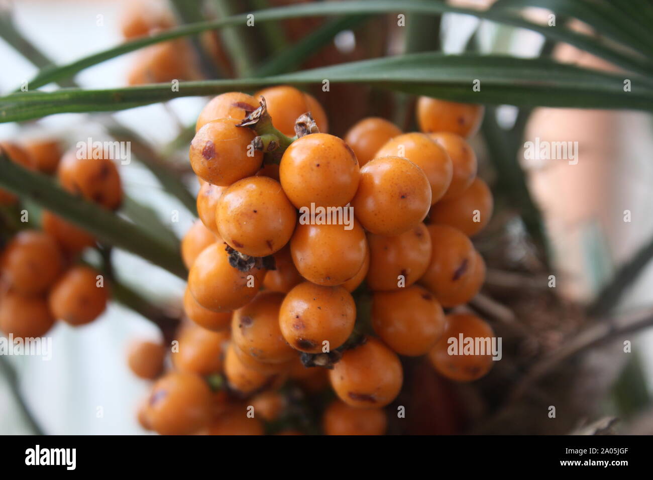 Italian fruits with leaves image Stock Photo - Alamy