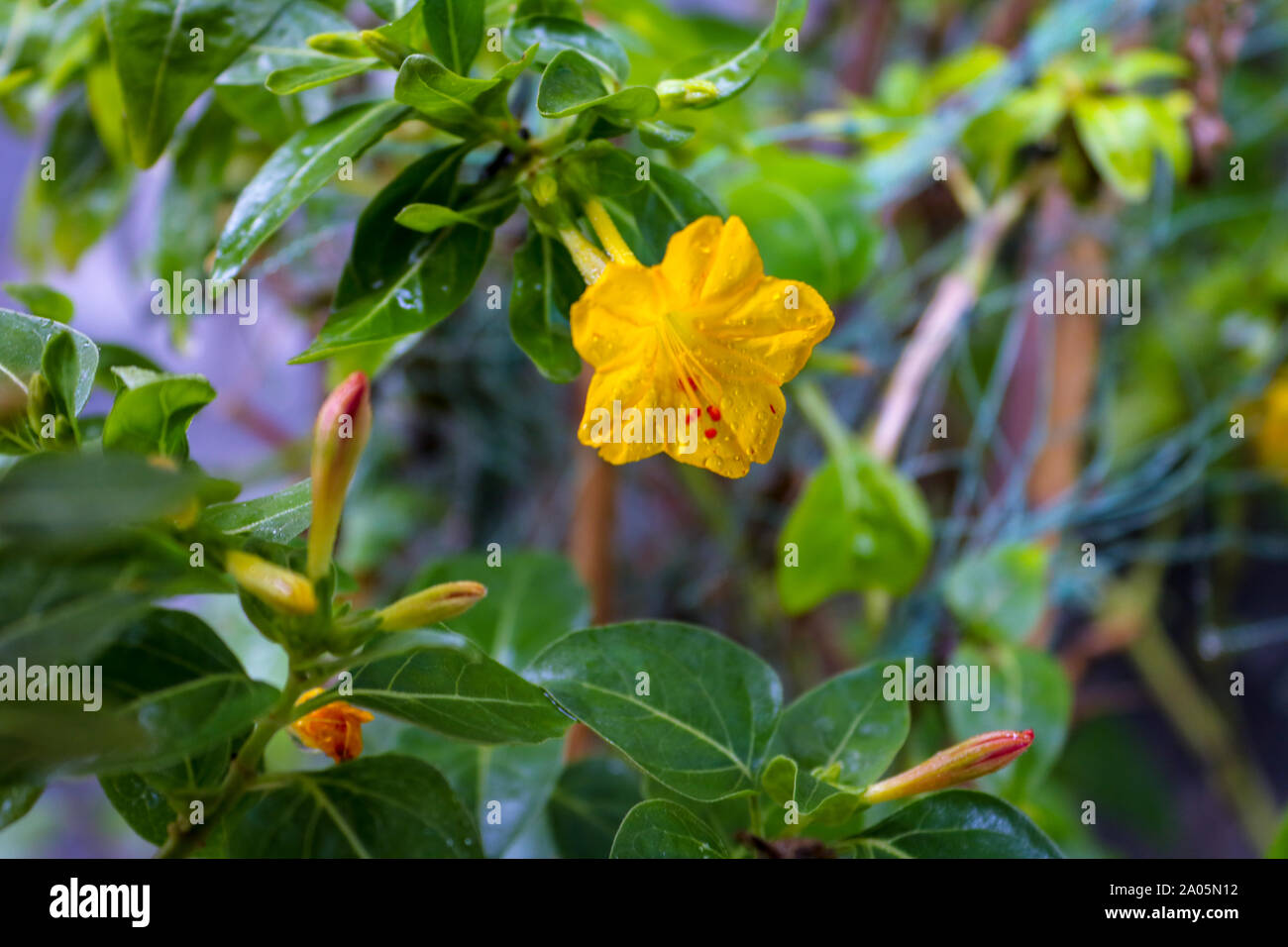 Beautiful Yellow And Red (Mixed) Flower Petals After The Rain Stock ...