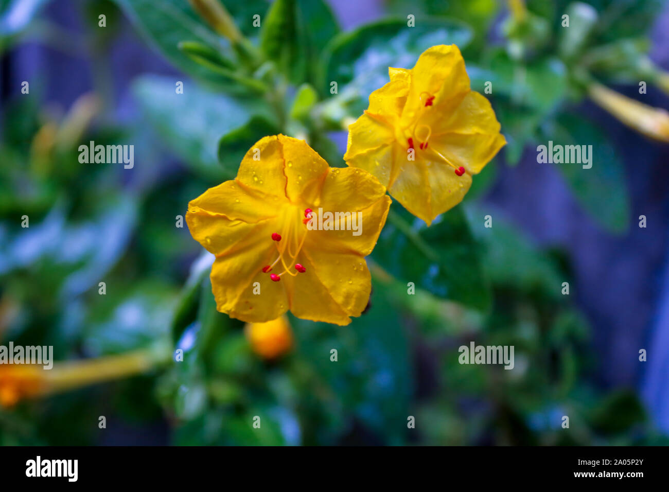 Beautiful Yellow And Red (Mixed) Flower Petals After The Rain Stock ...