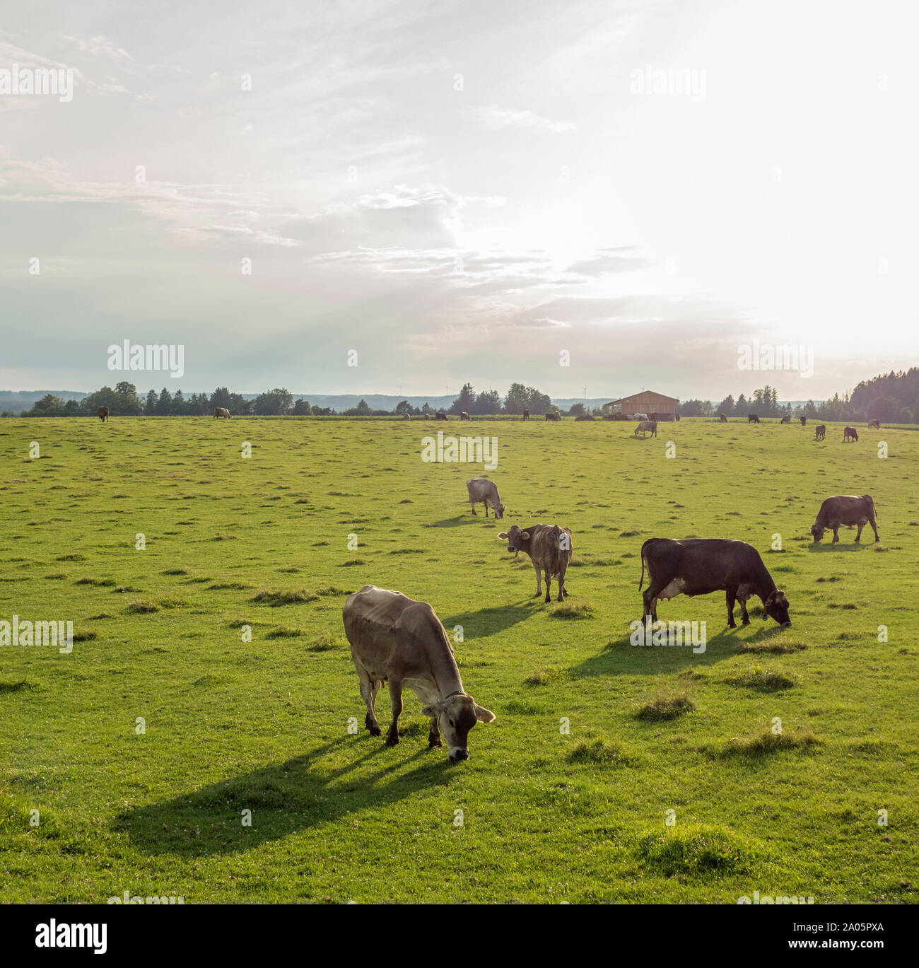 Field upper bavaria hi-res stock photography and images - Alamy