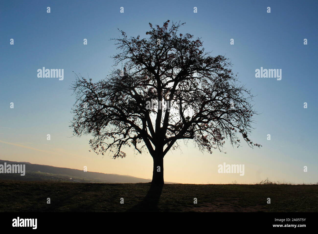Light lit tree silhouette hi-res stock photography and images - Alamy