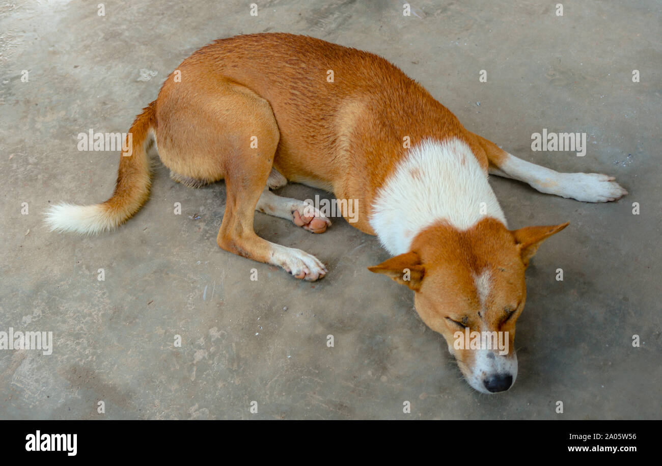 Brown Color Street Dog Sleeping On The Rusty Ground Stock Photo - Alamy