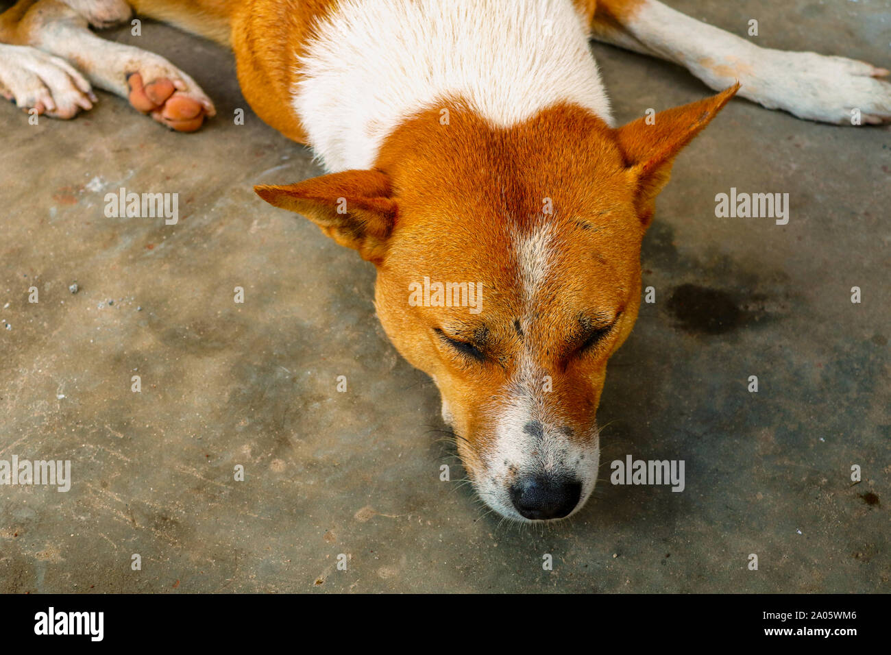 White color street dog hi-res stock photography and images - Alamy