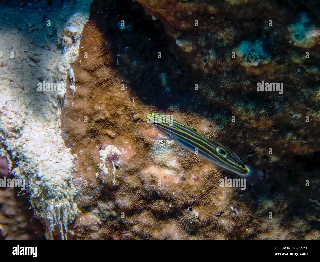 A Hector's Goby (Koumansetta hectori Stock Photo - Alamy
