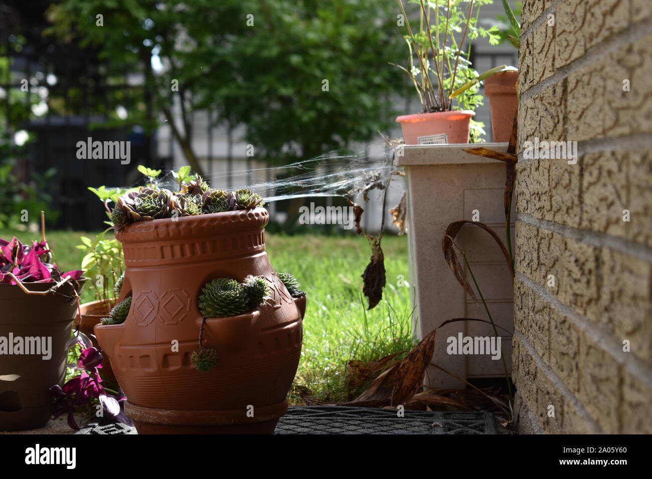 Suburbanjungle hi-res stock photography and images - Alamy