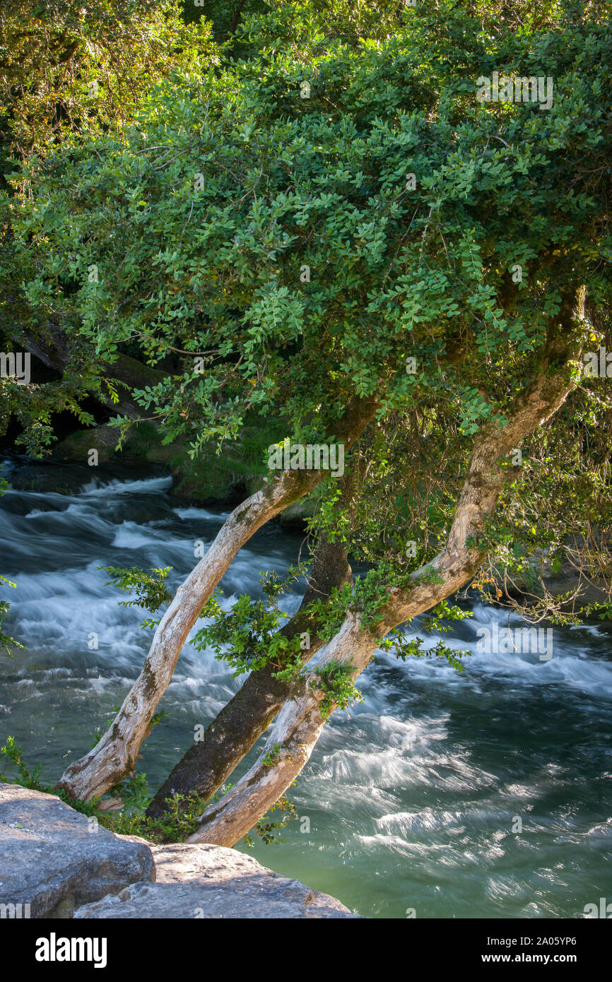Branch leaning river spring hi-res stock photography and images - Alamy