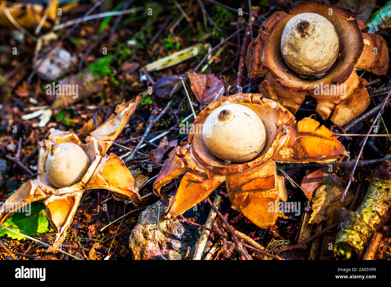 Geastrum triplex jungh hi-res stock photography and images - Alamy