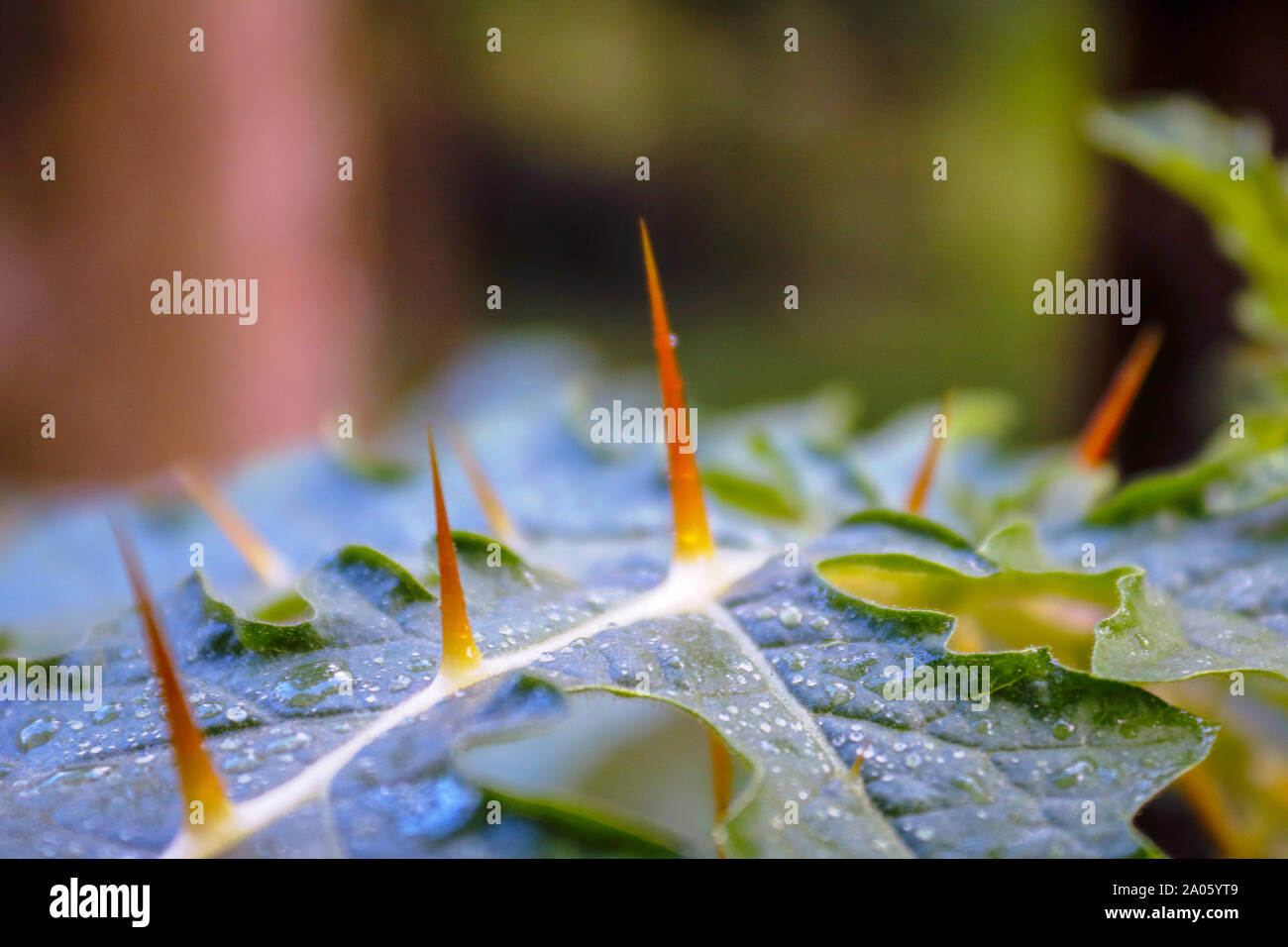 Shiny leaf plant hi-res stock photography and images - Alamy