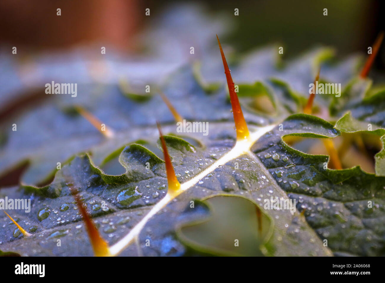 Shiny leaf plant hi-res stock photography and images - Alamy