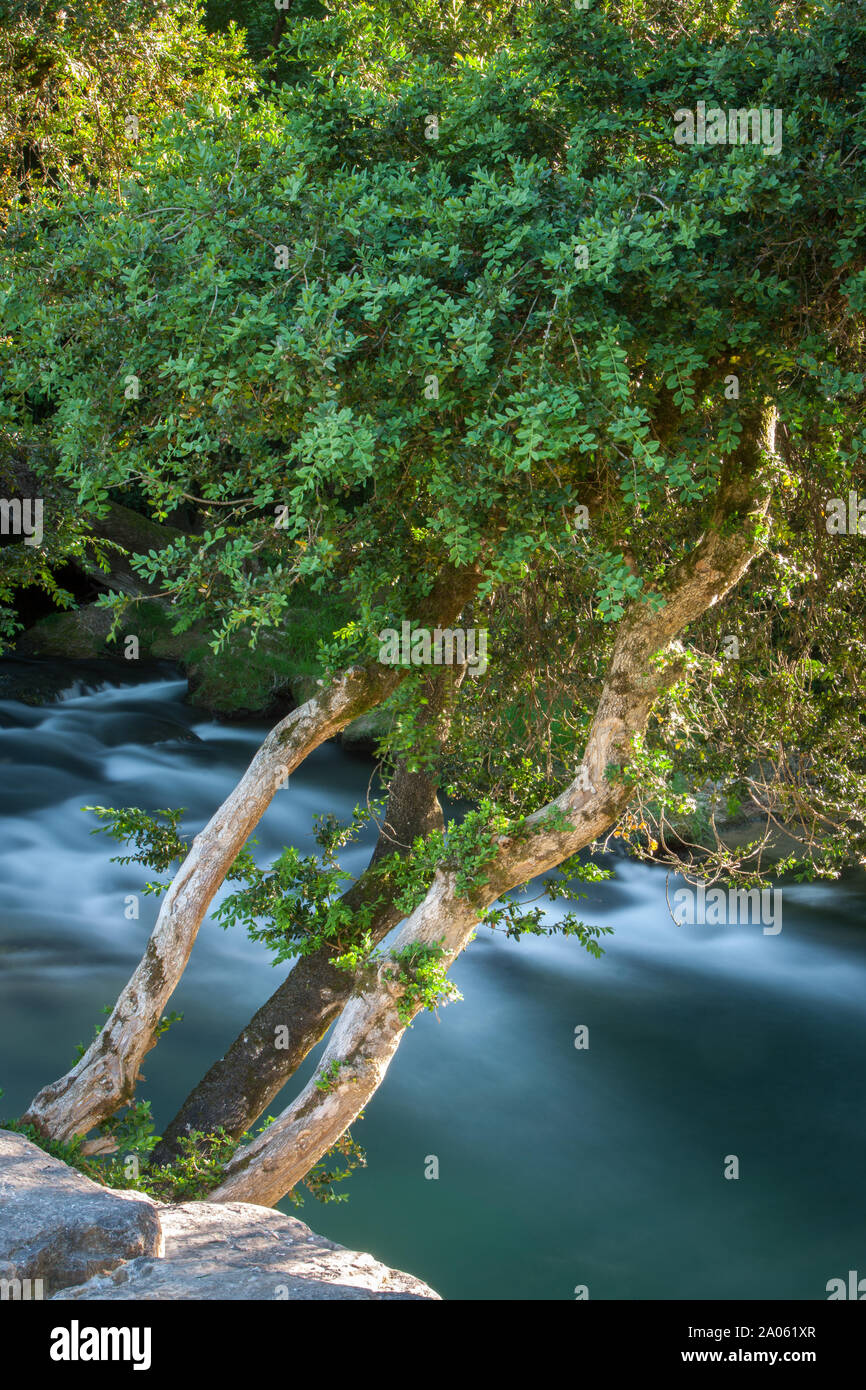 Branch leaning river spring hi-res stock photography and images - Alamy