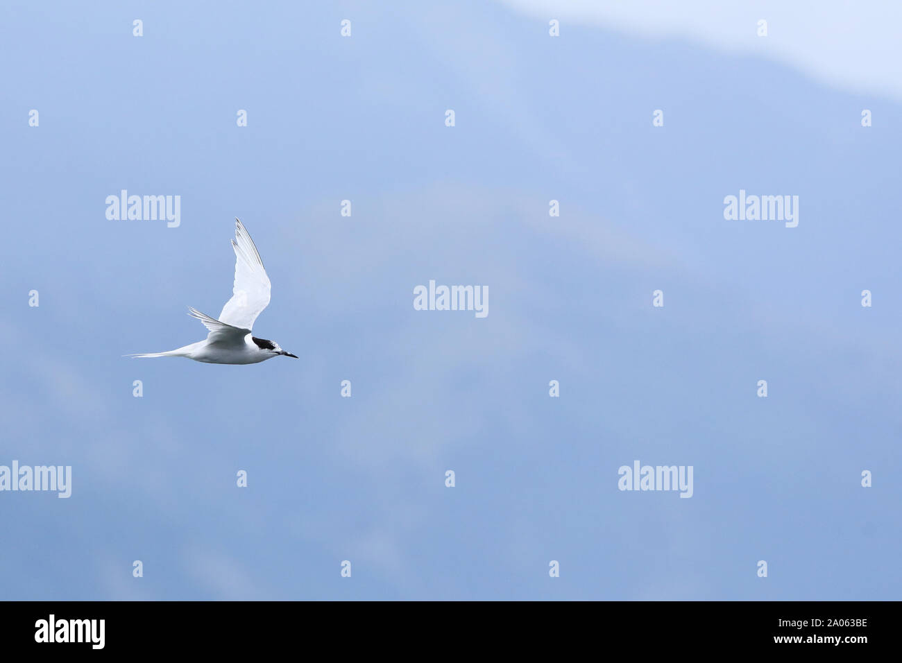 White fronted tern flying hi-res stock photography and images - Alamy