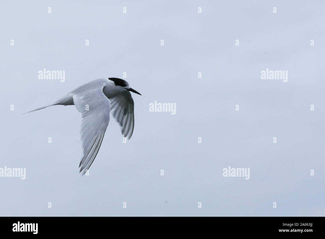 A Flight of White-fronted Tern, Sterna striata Stock Photo - Alamy
