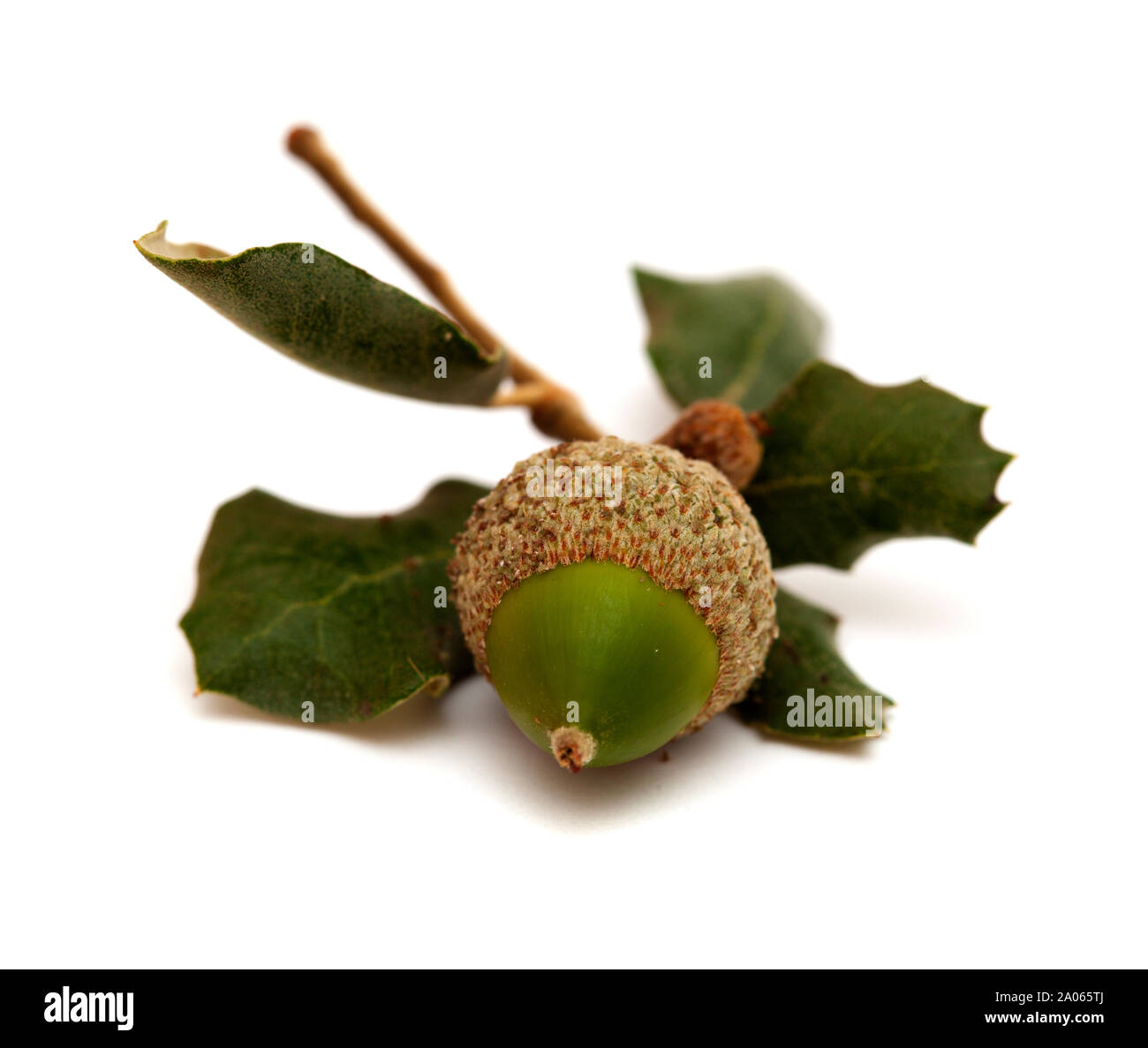 Quercus ilex Cut Out Stock Images & Pictures - Alamy