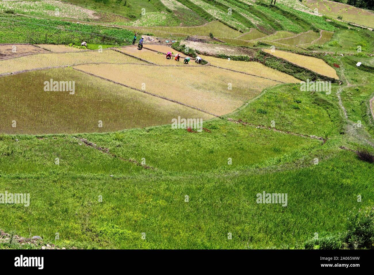Sowing paddy hi-res stock photography and images - Alamy