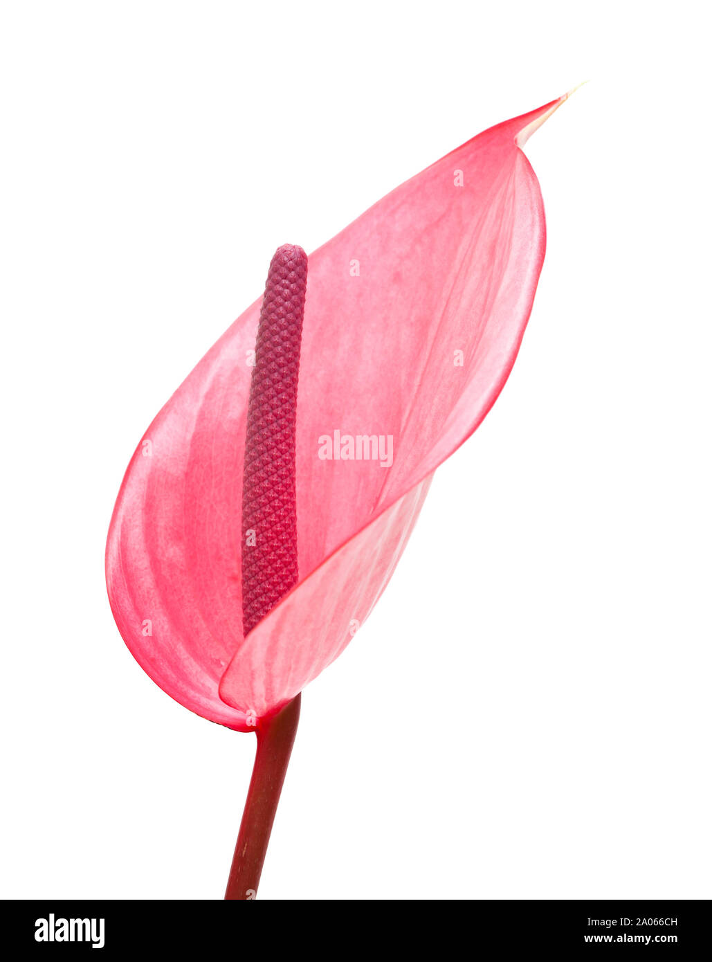pink anthurium flower isolated on white background Stock Photo - Alamy