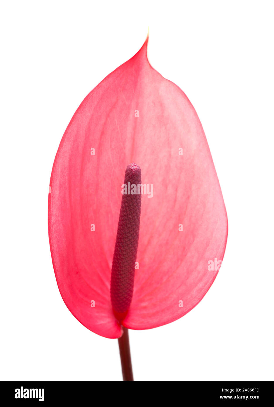 Tickles Clipart Of Flowers