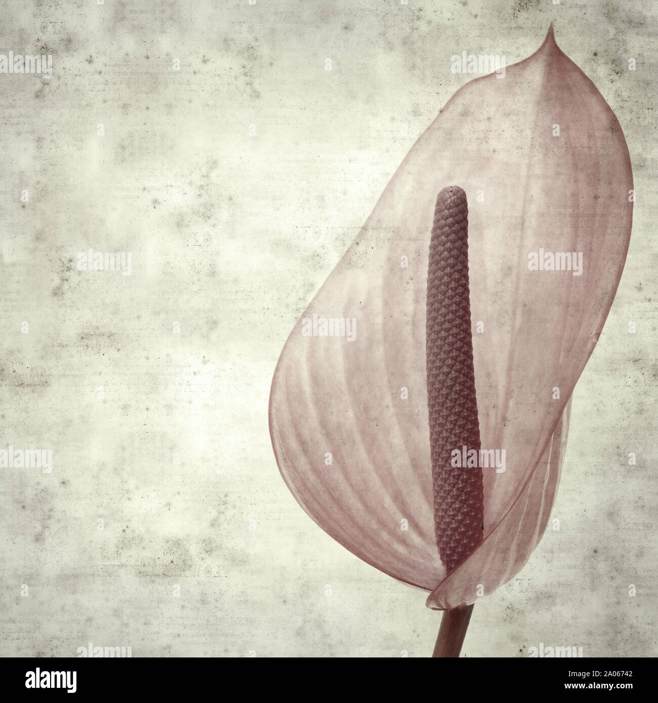 textured stylish old paper background, square, with pink anthurium ...