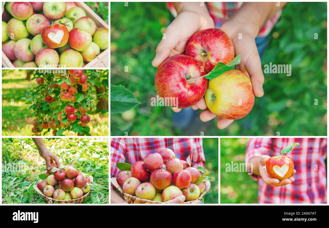 Harvesting photos Cut Out Stock Images & Pictures - Alamy
