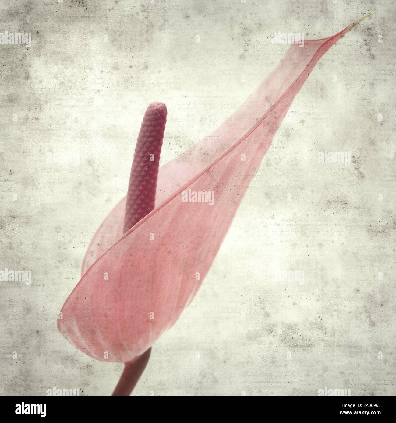 textured stylish old paper background, square, with pink anthurium ...
