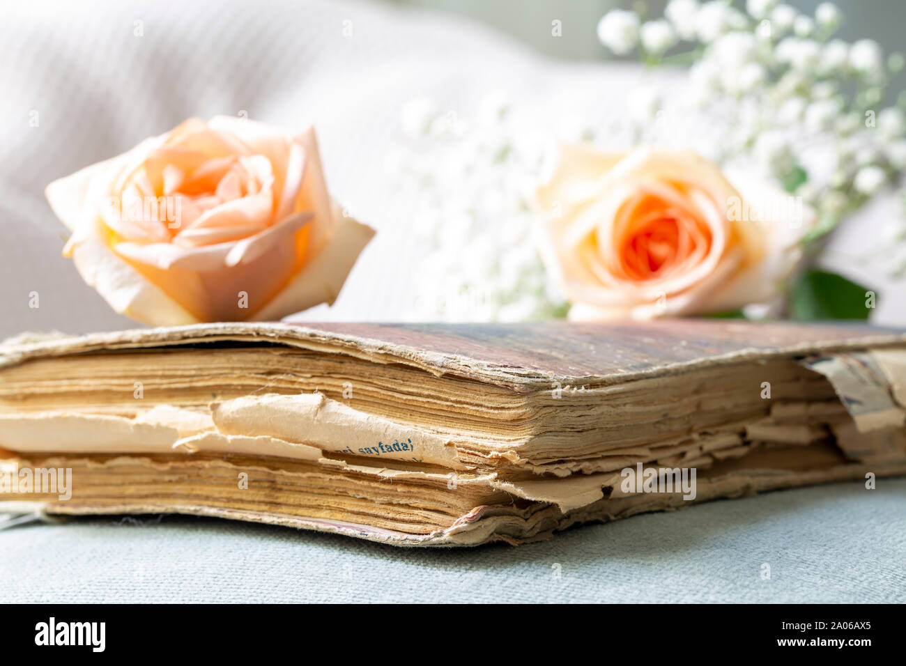 Old book and Pink Rose Stock Photo - Alamy