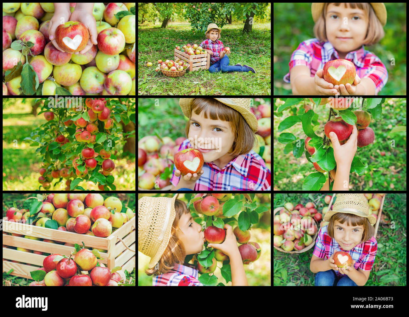 Collage of photos kids apple garden. Selective focus Stock Photo - Alamy