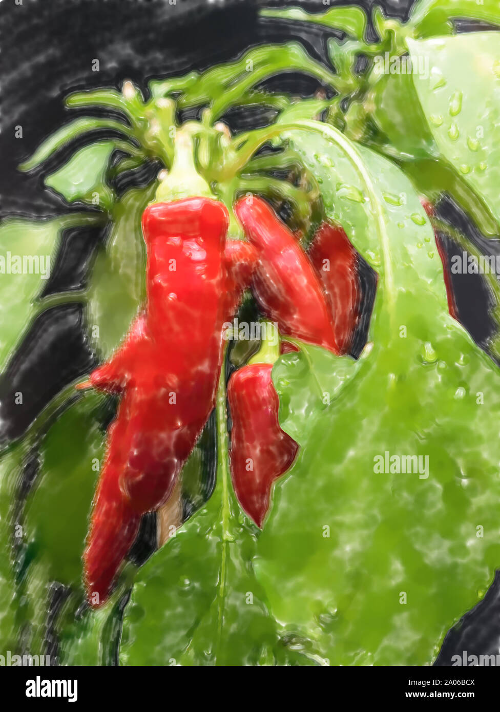 watercolor illustration: Red chillies (Capsicum annuum) on the ...