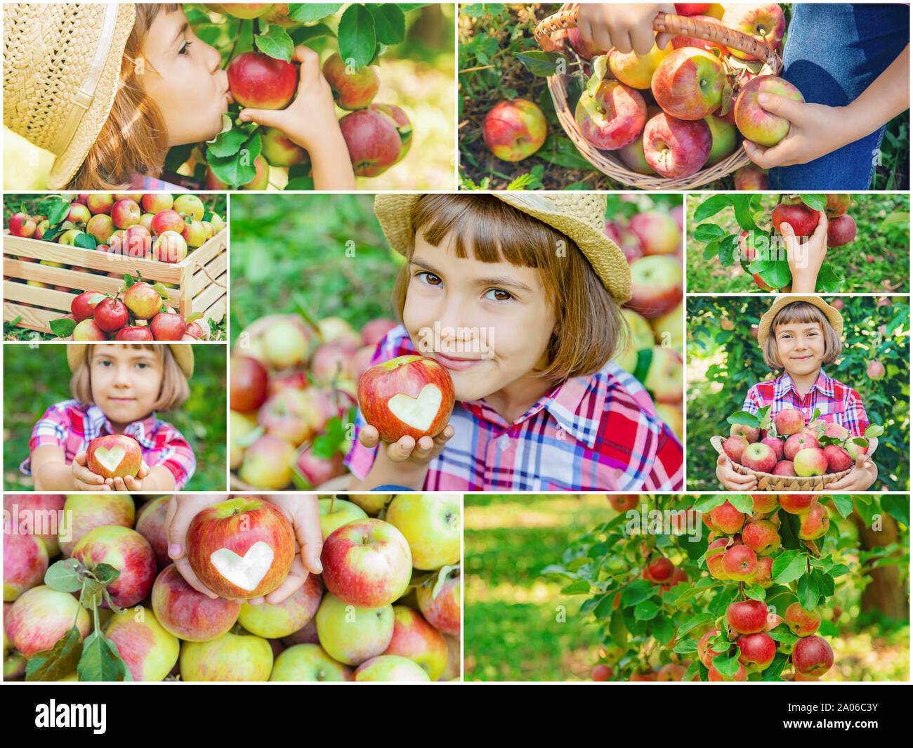 Collage of photos kids apple garden. Selective focus Stock Photo - Alamy