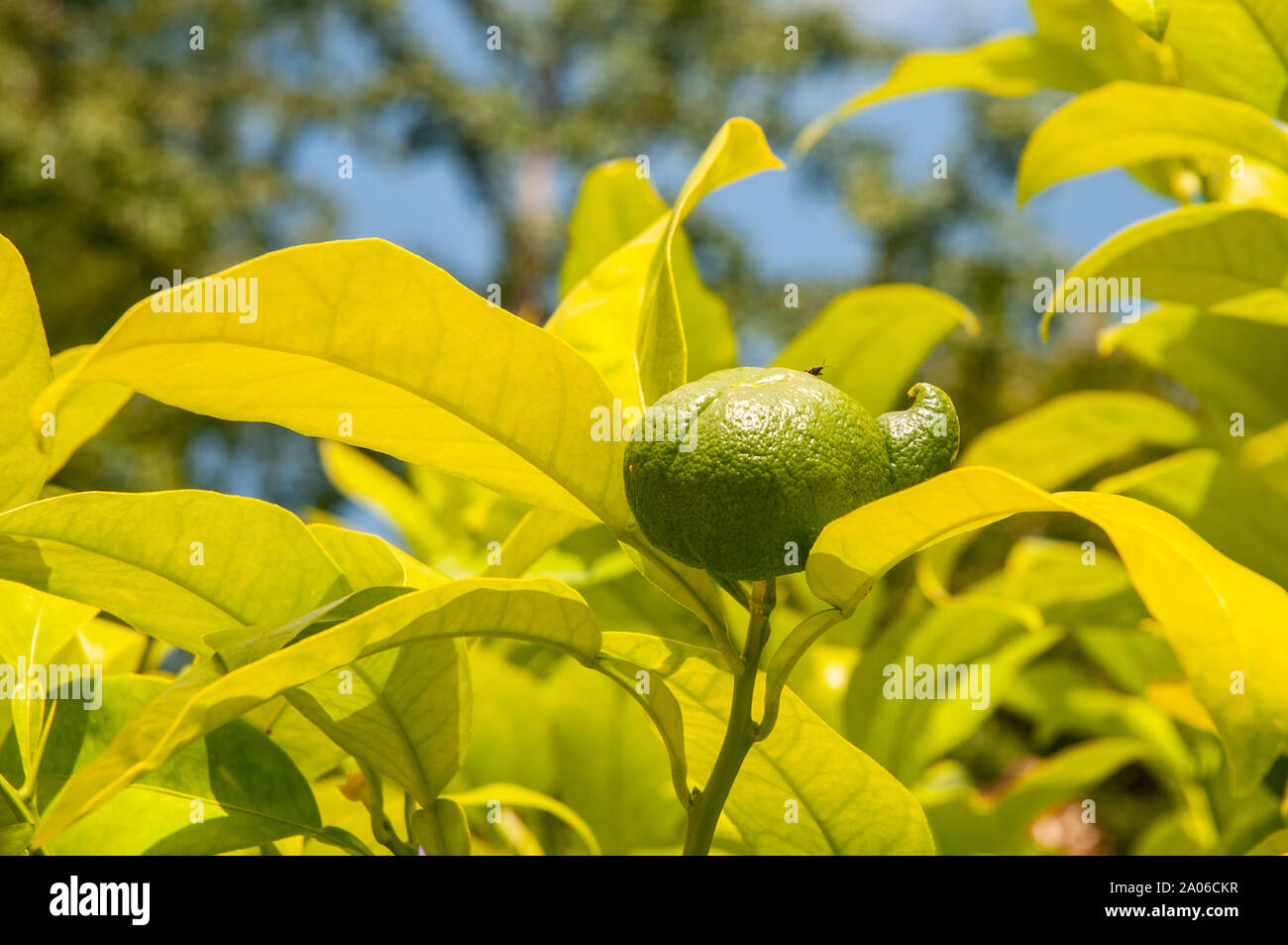 Excrescence hi-res stock photography and images - Alamy