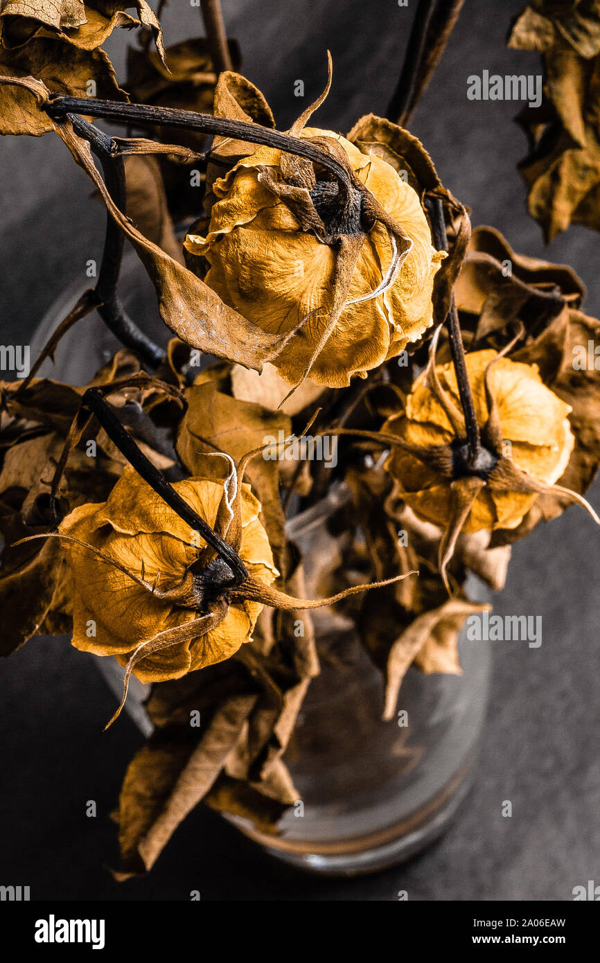 Old dried up roses hi-res stock photography and images - Alamy