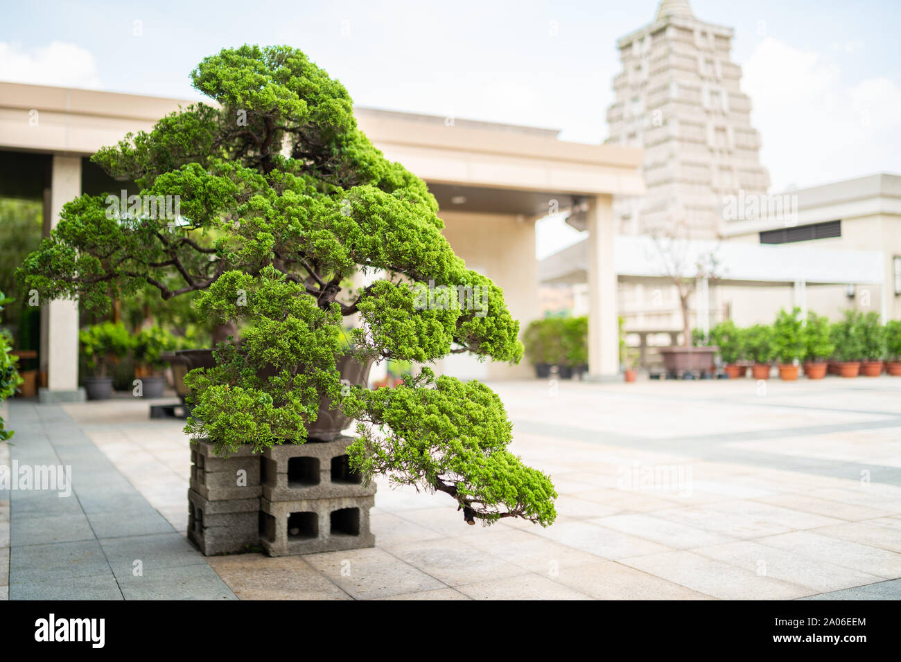 Kaohsiung, Taiwan: Big traditional green Bonsai trees at the Fo Guang ...