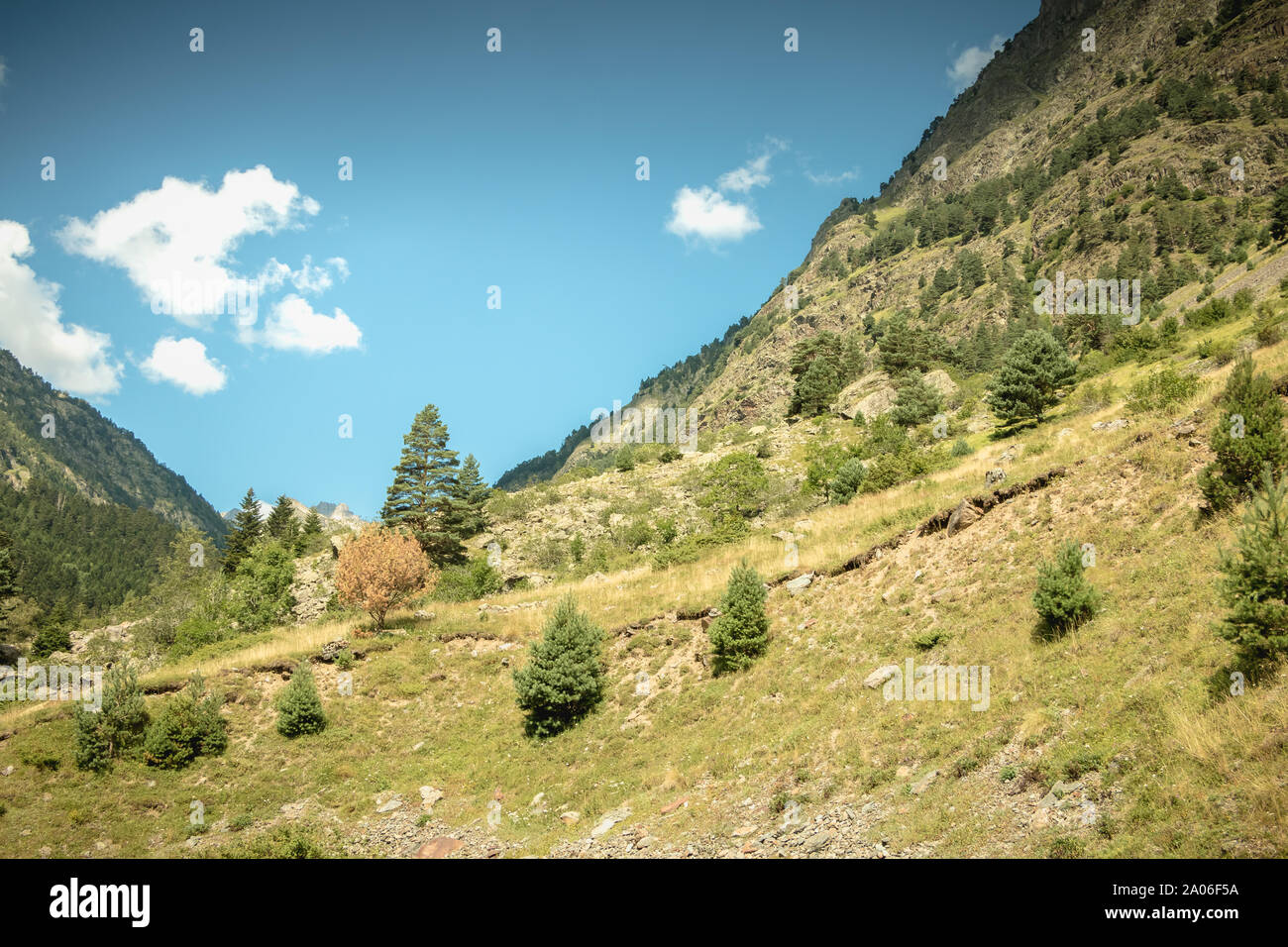 hiking path with trees and vegetation in the Pyrenees mountains in ...