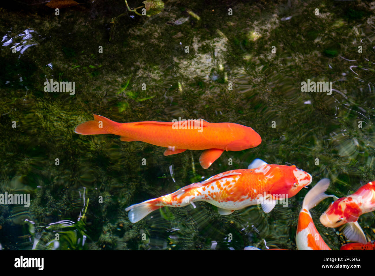 Koi fish in pond in south florida Stock Photo - Alamy