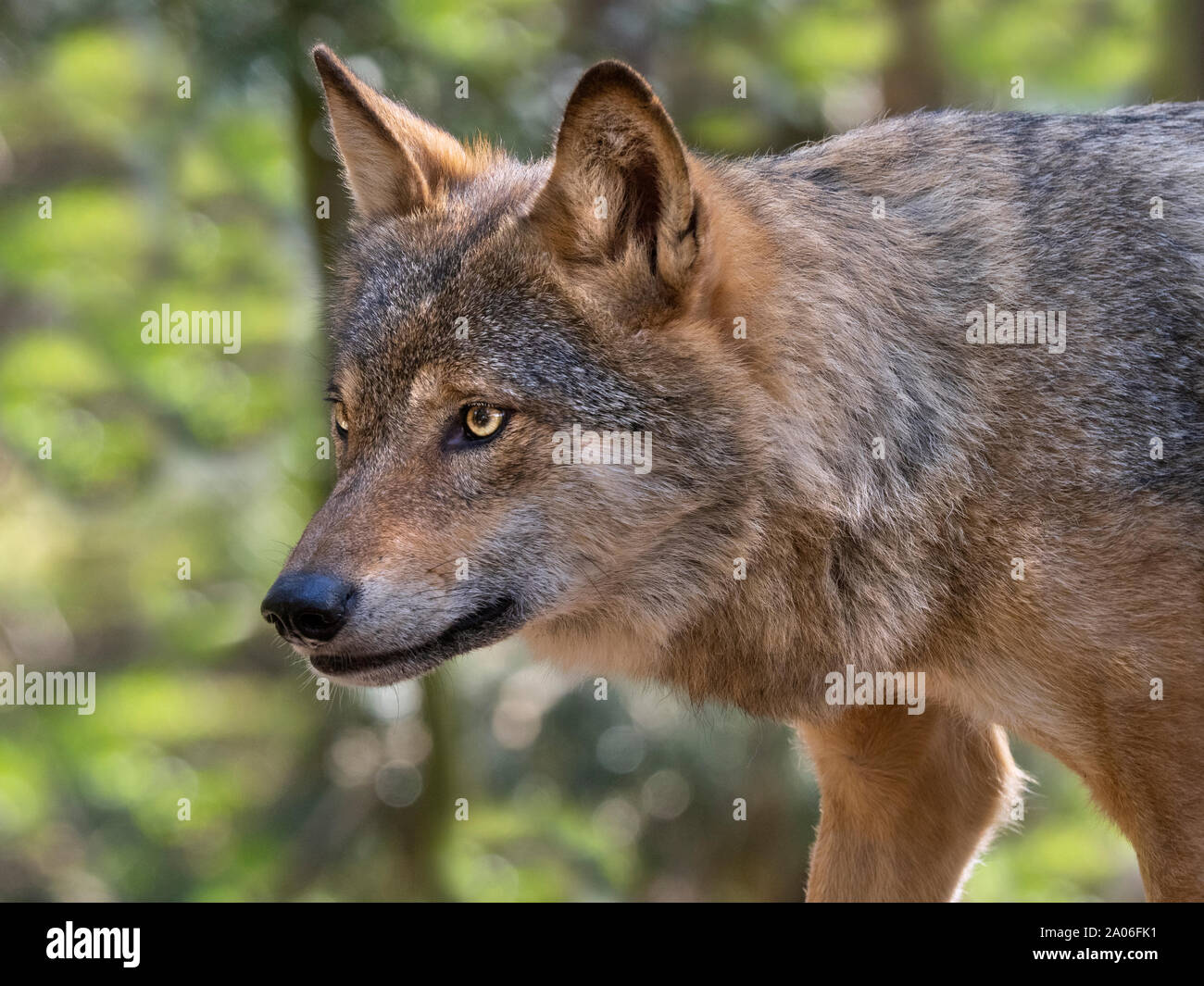 Eurasian Grey wolf Canis lupus Captive Stock Photo - Alamy