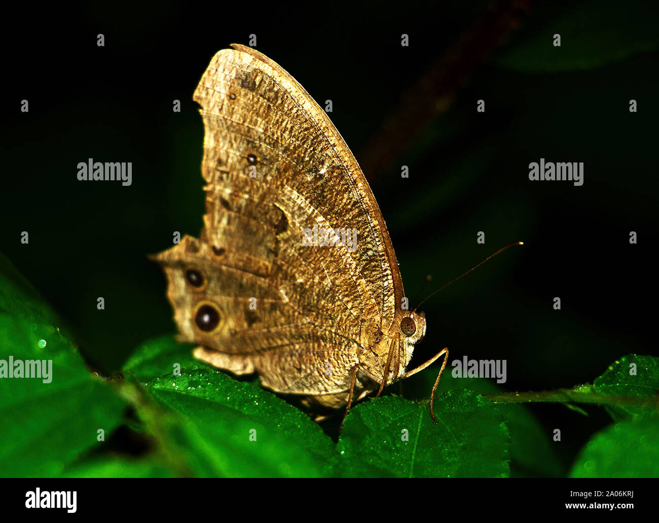 Pollination by butterflies and moths hi-res stock photography and ...