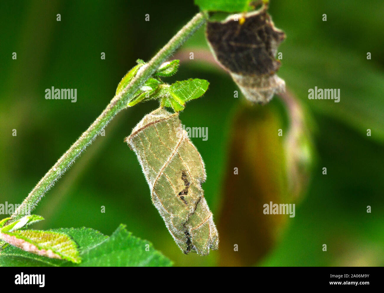 The caterpillars of the Leaf Roller Moth are cryptic and roll ...