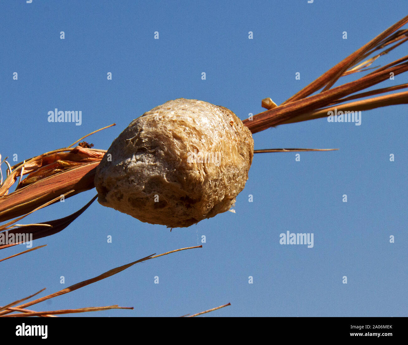 Ootheca hi-res stock photography and images - Alamy