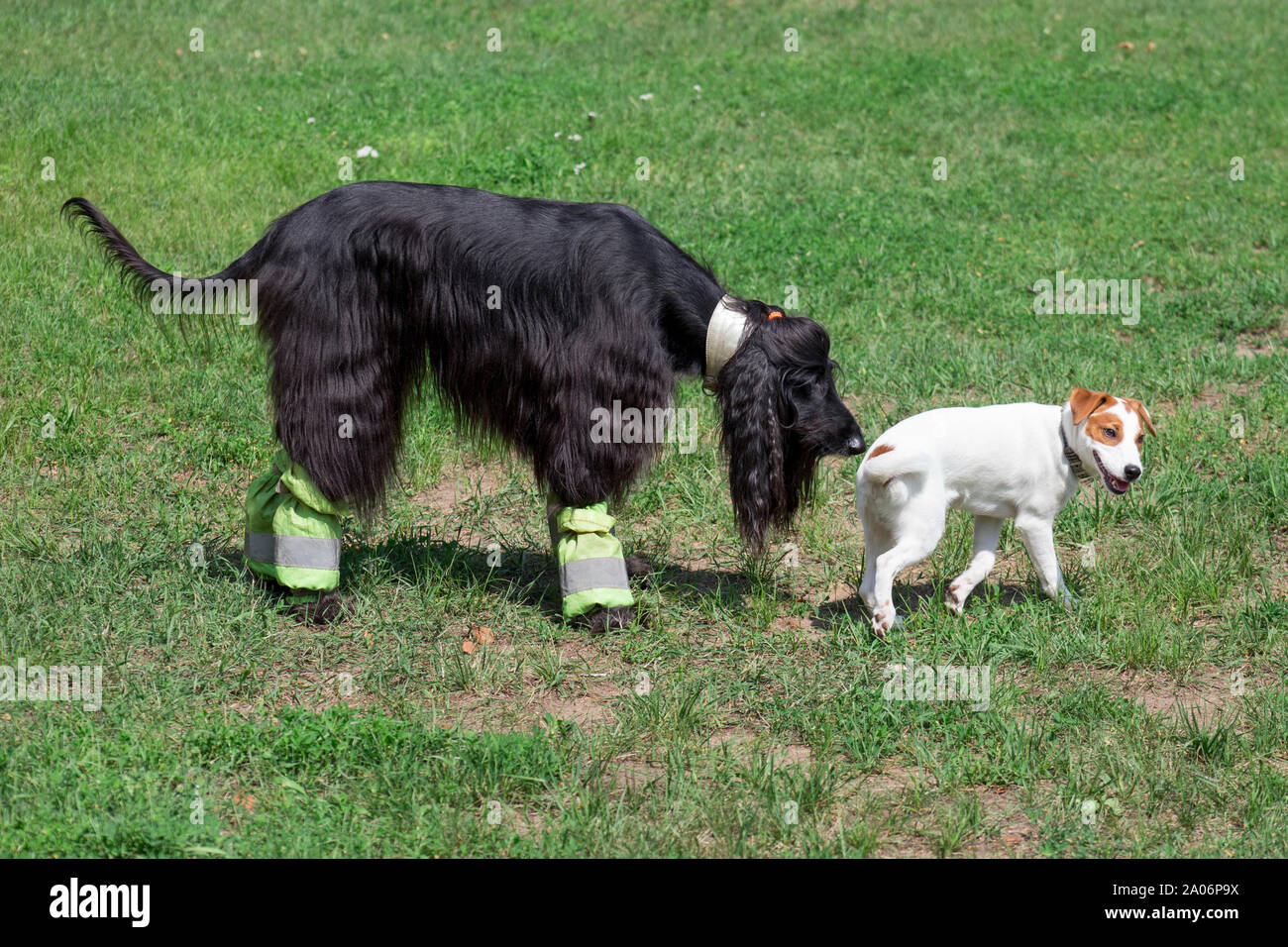 Cute afghan hound and jack russell terrier puppy are playing on a green ...