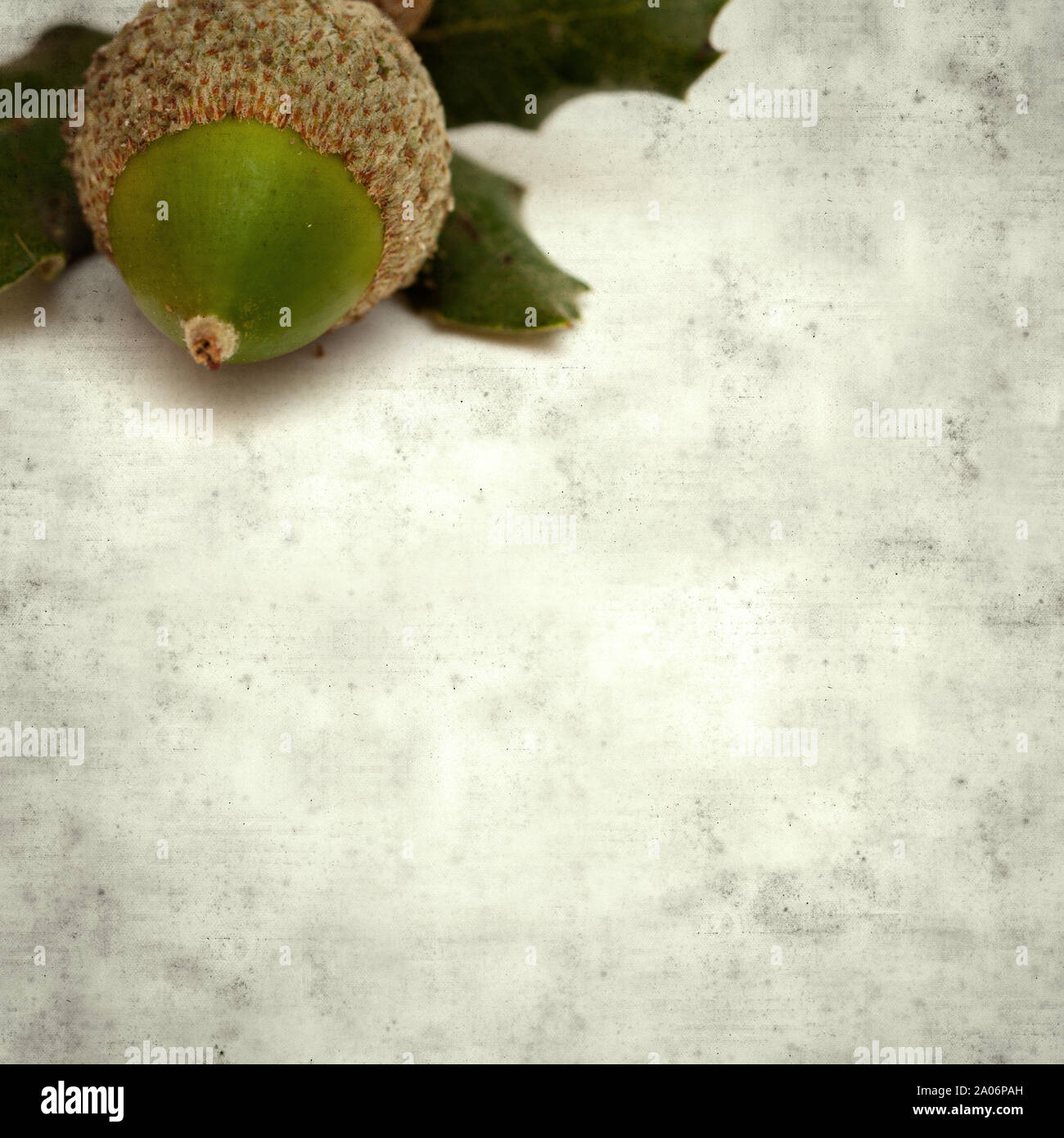 textured stylish old paper background, square, with small branches of ...