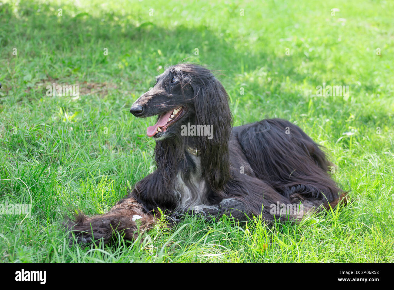 Tazi dog hi-res stock photography and images - Alamy