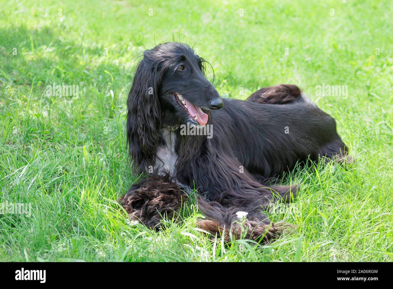 Tazi dog High Resolution Stock Photography and Images - Alamy