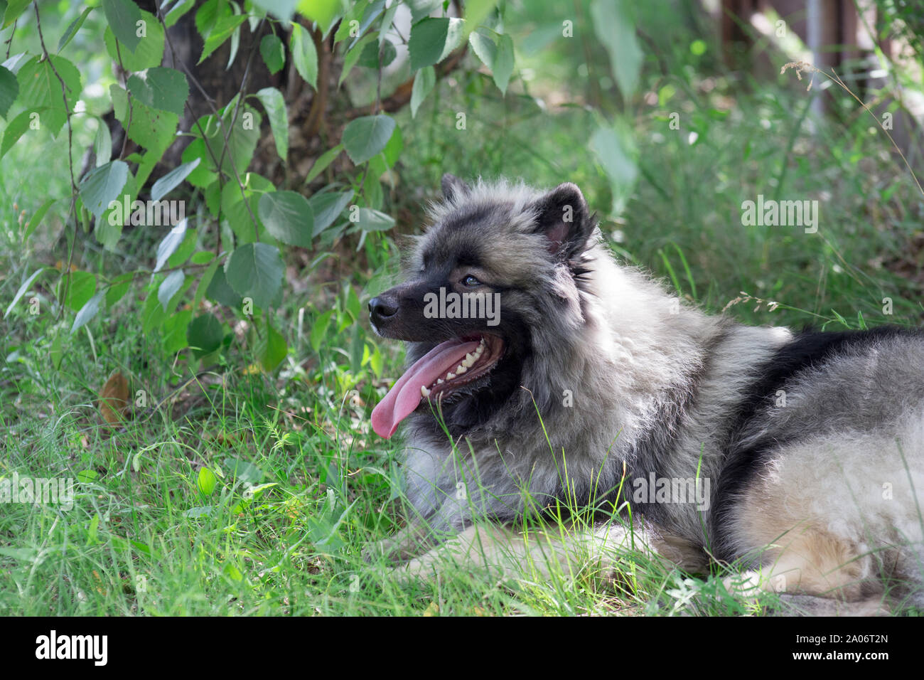 Deutscher wolfspitz is lying on a green meadow. Keeshond or german ...