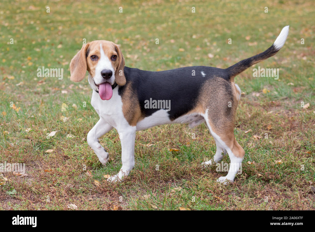 Beagle hi-res stock photography and images - Alamy
