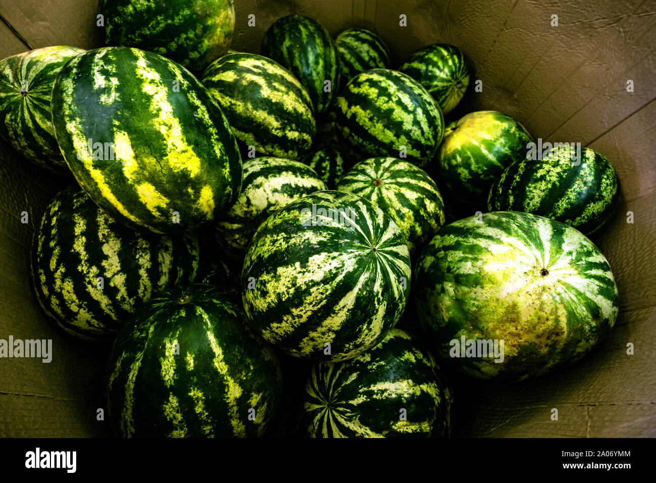 Striped watermelon pile background. Autumn harvesting season. Green ...