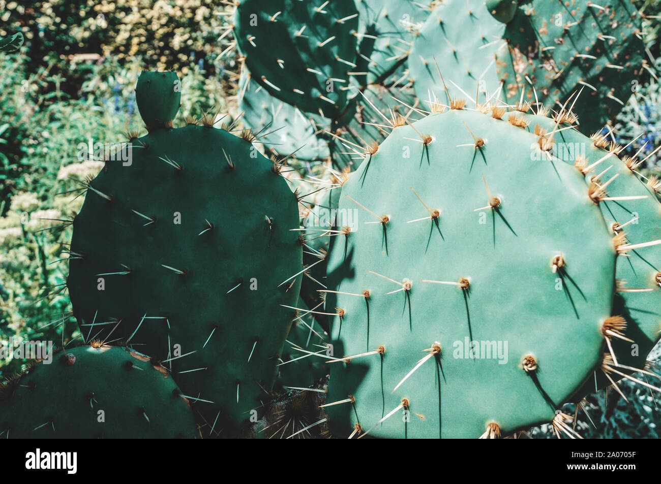 Cactus with roots hi-res stock photography and images - Alamy