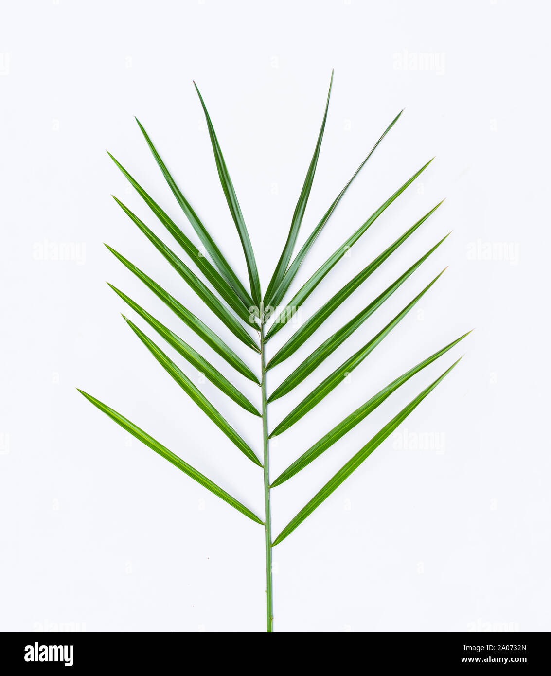 Backdrop leaf white hi-res stock photography and images - Alamy