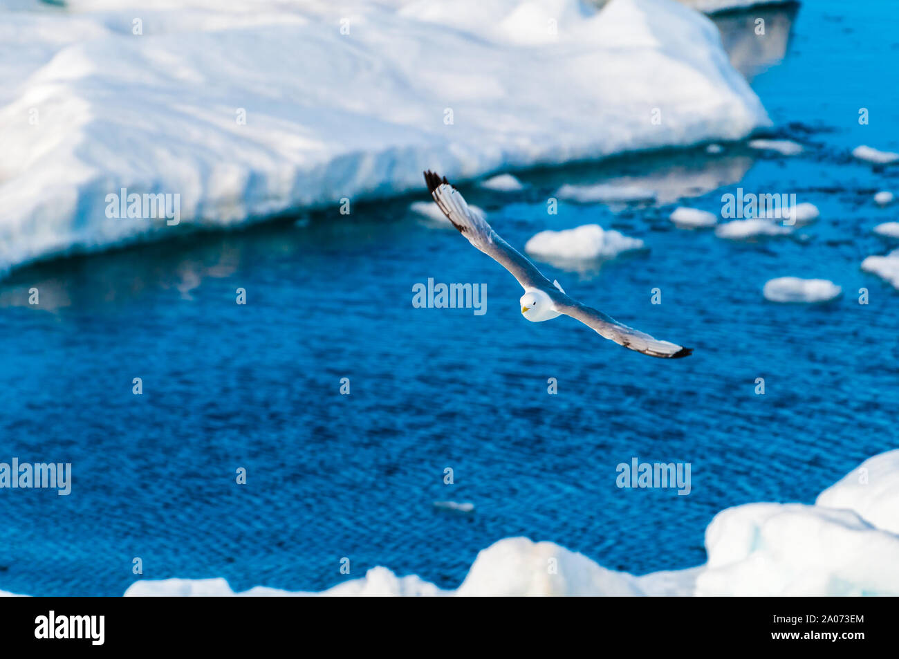 Seagull flying over the ice pack in the Arctic Circle, Barentsoya ...