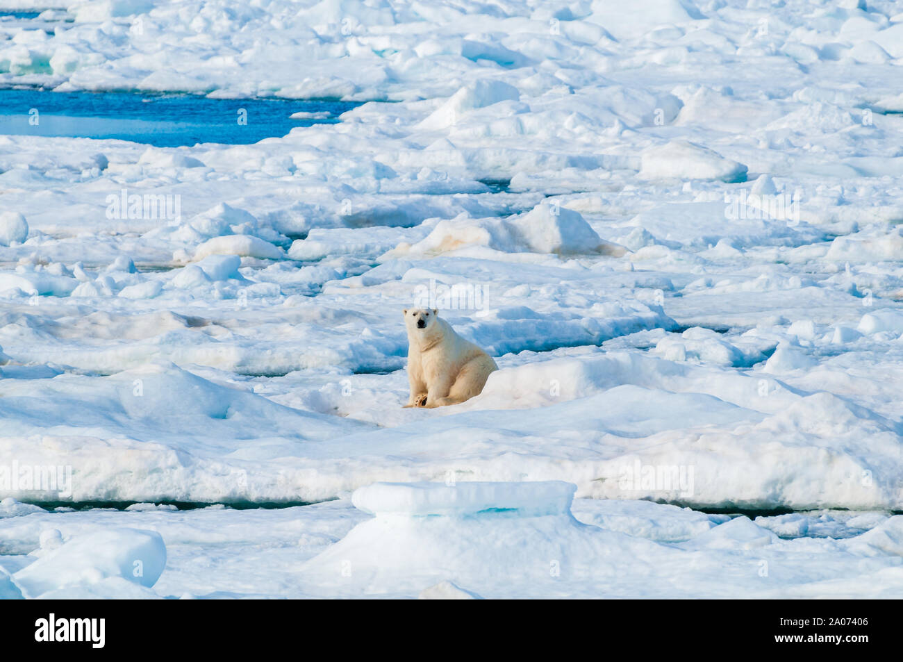 Large polar bear walking on the ice pack in the Arctic Circle ...